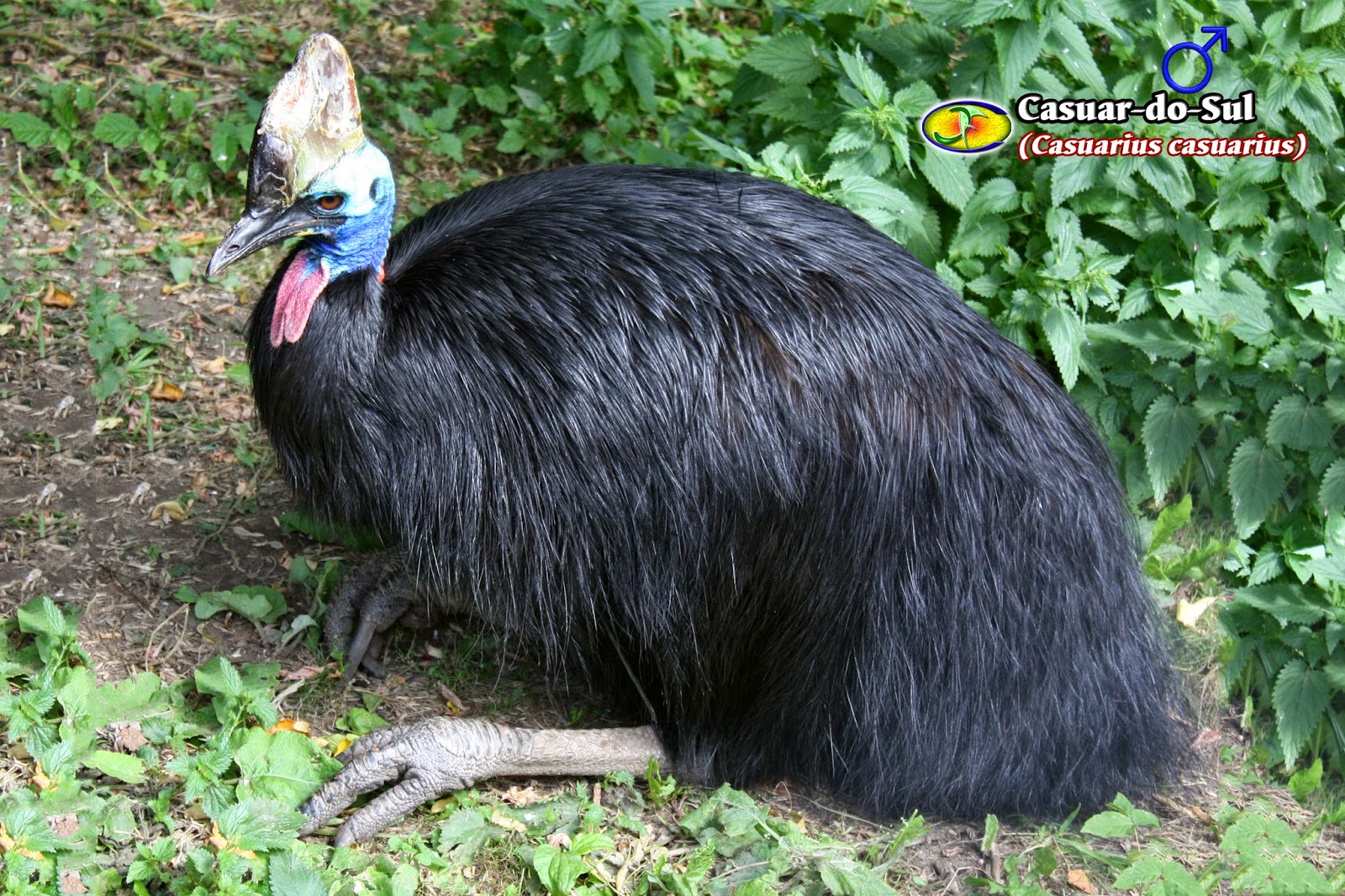 Zoologia: Casuar-do-Sul (Casuarius casuarius)